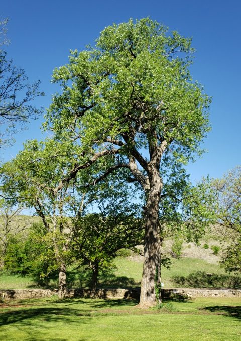 The Abraham Lincoln Tree | Pioneer Bluffs Site Tour